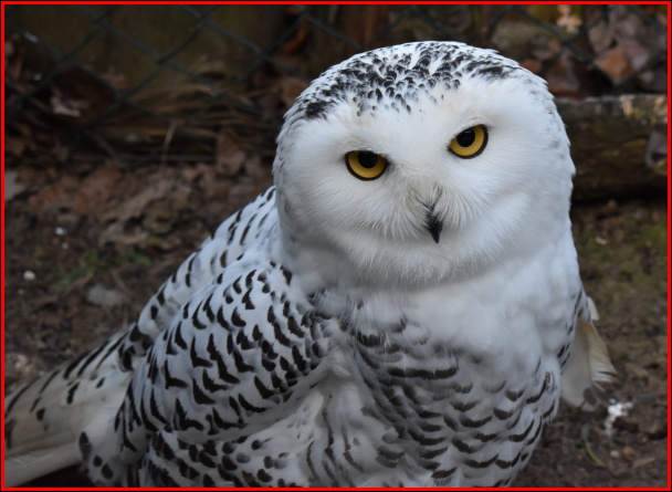 ZOO Tábor – sovice sněžní - České novinky