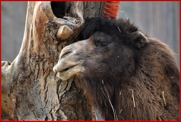 Velbloud dvouhrbý se chodí podrbat ke „kartáčovníku“ - České novinky