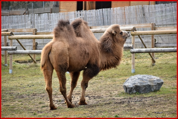 Velbloud dvouhrbý se chodí podrbat ke „kartáčovníku“ - České novinky