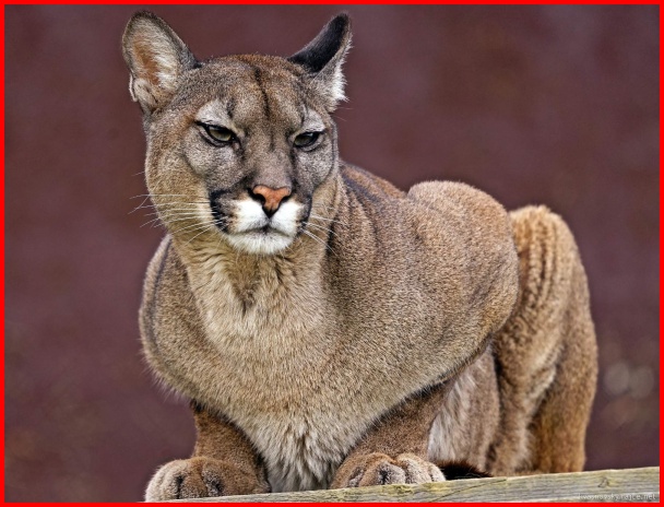 Puma americká v ZOO Tábor je ztělesněním stoického klidu - České novinky