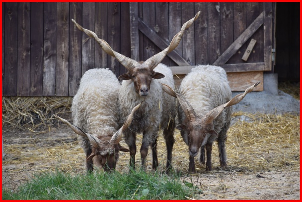 Noví skopci ovce cápové s gigantickými rohy budí v ZOO Tábor náležitý ...