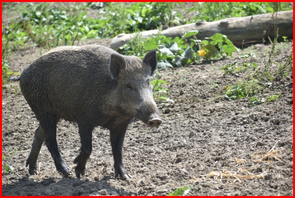 Prase miluje bahno, ovšem v ZOO Tábor umí našlapovat i jako dáma ...